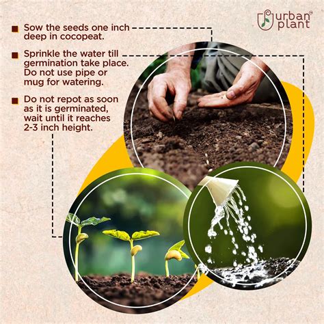 Marigold Red Flower Seeds