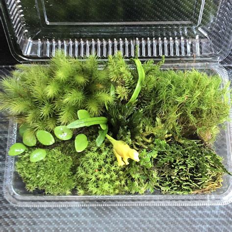 Yahoo オークション 天然苔 こけ 植物詰め合わせ ネズミノオゴケ ス