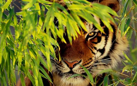 🔥 50 1920x1080 Tiger Wallpapers Full Hd Wallpapersafari