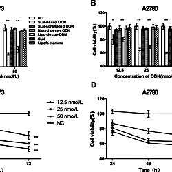 Cell Viability Of ODN Formulations By MTT Assay