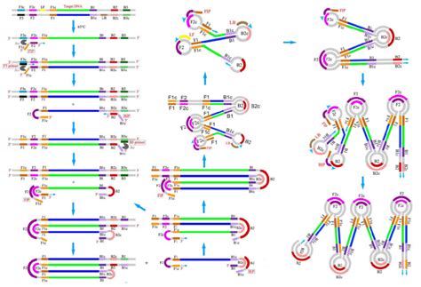 Schematic Of LAMP Mechanism Reproduced With Permission From Reference Download Scientific