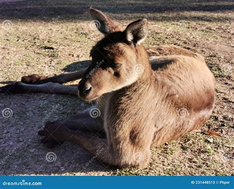 Strong Male Kangaroo In Australian Reptile Park Sydney Australia Stock