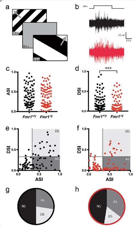 Decreased Direction Selectivity Of Visual Neurons In The Sc Of Fmr1 −y