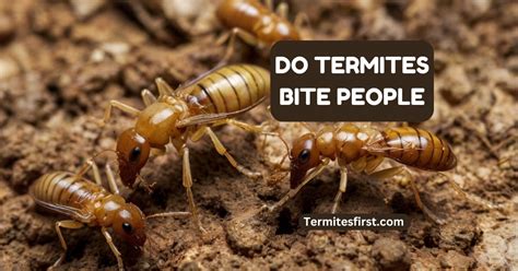Do Termites Bite People Risks And Prevention Explained