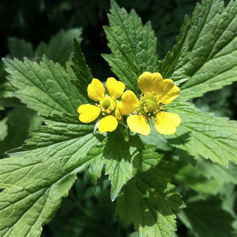 Geum Macrophyllum Fruit