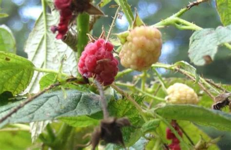 Easy Way To Get Worms Out Of Raspberries