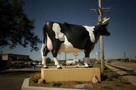 Sissy The Cow In Deforest Wisconsin