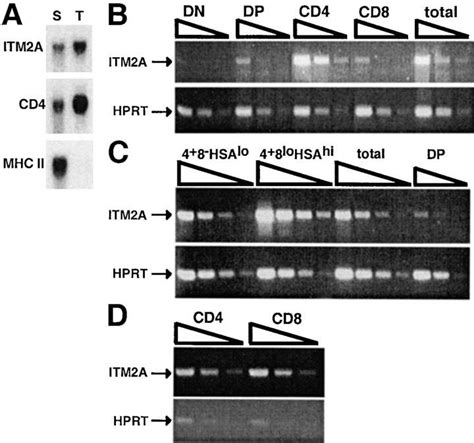 ITM2A Expression In Thymocyte Subsets And Peripheral T Cells A