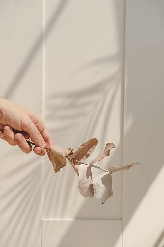 손바닥 잎의 그림자가 있는 흰색 내부의 배경에 잎이 있는 베이지 색 가지를 손에 쥐고 있습니다 아늑한 따뜻한 아침 컨셉 가을과
