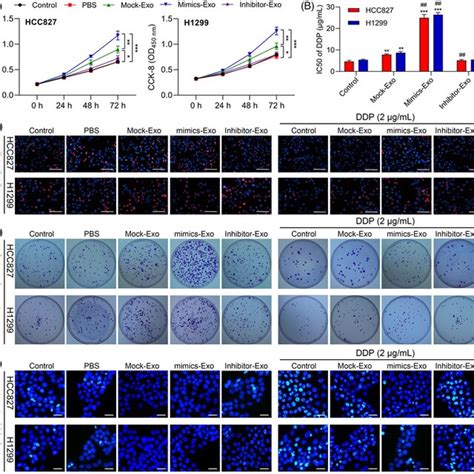 Non‐small‐cell Lung Cancer Nsclc Patient‐derived Cancer‐associated