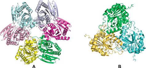 Purine And Pyrimidine Pathways As Antimalarial Targets Intechopen