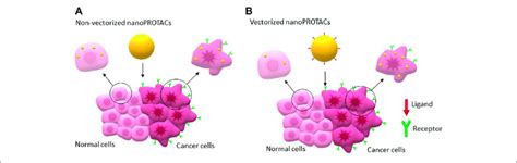 Illustration Of How Vectorized And Non Vectorized Nanoprotacs Would
