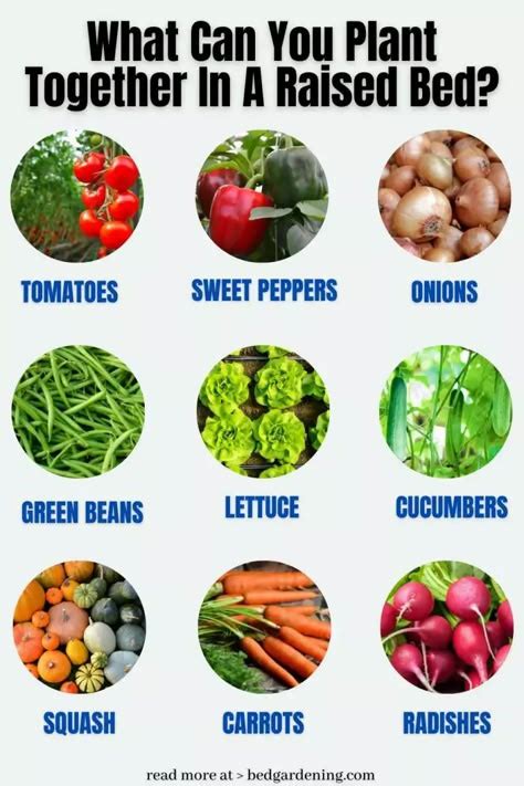 Raised Bed Vegetable Garden Layout Companion Planting