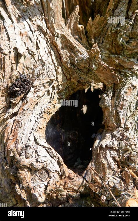 Vertical Shot Of An Aged Bumpy Tree Bark Texture With A Hole In The