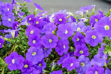 美丽的紫色矮牵牛花自然景观与盛开的花园鲜花