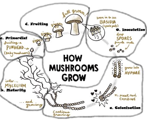 how to harvest the perfect pink oyster mushrooms for flavour and texture — shroom stop