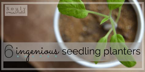 Try These Ingenious Seedling Planters Souly Rested