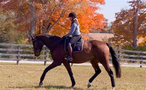 Our Interview With Maya Markowski Southern Equine Distributing