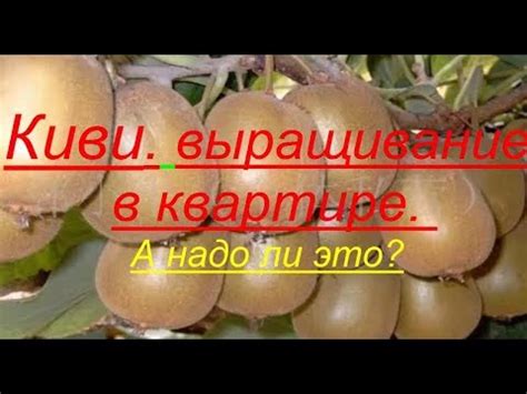 Киви Как вырастить дома из семян как выглядит киви kiwi Посадка ...