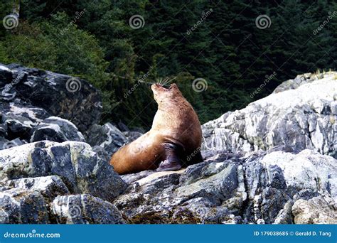 Steller Sea Lion 845401 Stock Image Image Of Southeast 179038685