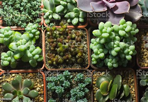 Succulents입니다 선반 Succulents와 쇼케이스입니다 판매의 꽃 선인장 0명에 대한 스톡 사진 및 기타 이미지