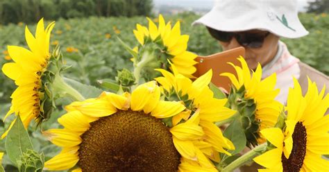 노란 해바라기가 활짝