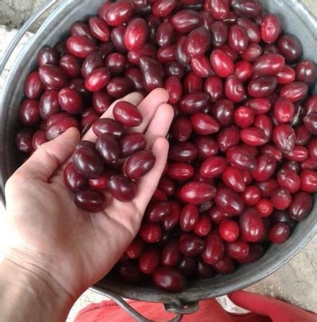 Кизил Костя: описание сорта, характеристики, особенности посадки и ...