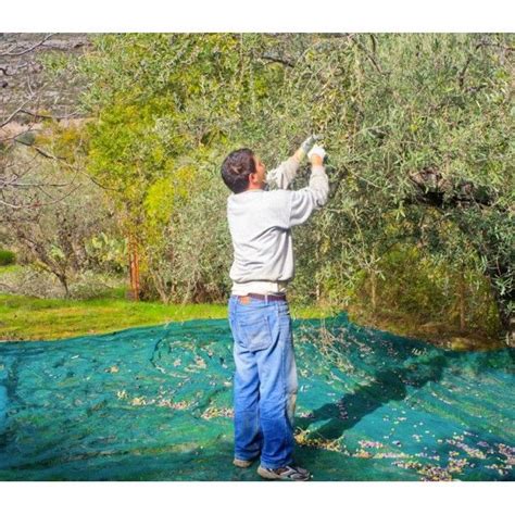 FILET DE RÉCOLTE D OLIVES 3 6M Bstore