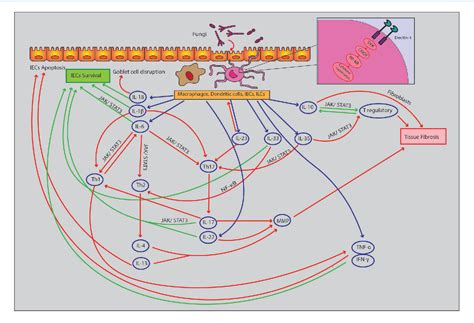 Figure 1 From Dual Function Of Fungi Derived Cytokines In Inflammatory