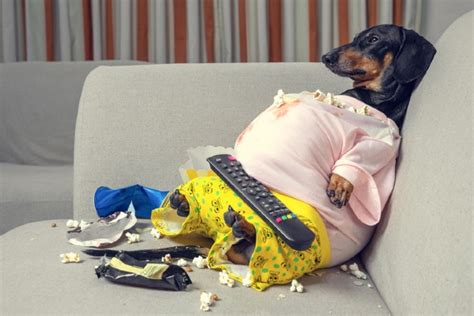 Algumas raças de cães engordaram na quarentena segundo estudo Petlove