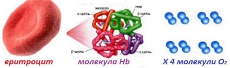 Obst Hemoglobin Struktura Molekula 0005 Здраве Орг