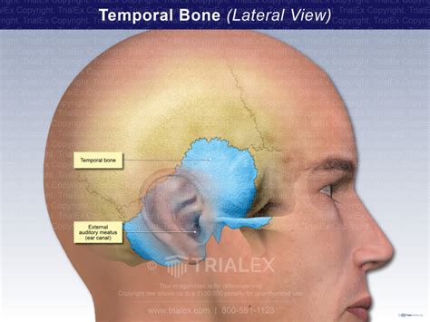 Temporal Head