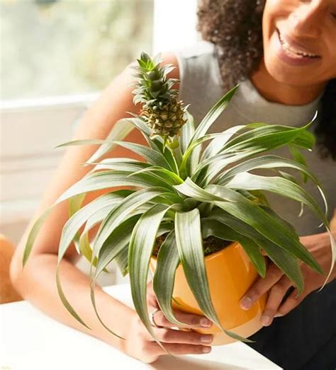 Ultimate Guide To Growing Pineapple Houseplants Indoors