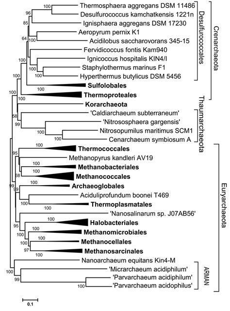 Phylogenetic Tree Of The Main Groups Of Archaea Constructed Using The
