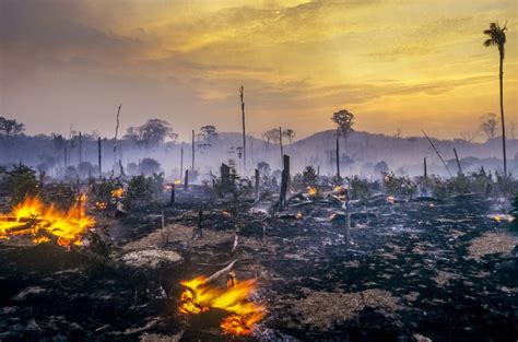 Deforestazione Significato Cause E Conseguenze Ohga