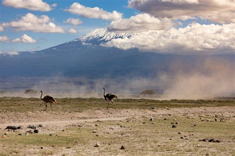 Stratovolcano Struthio Camelus 경치 경치가 좋은 관광 구름 국립 공원 날지 못하는 눈