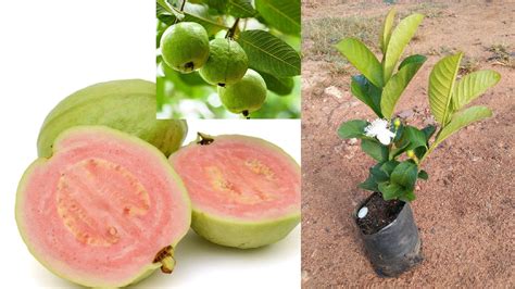 Taiwan Pink Guava Plants Manufacturer Supplier From Mysore India