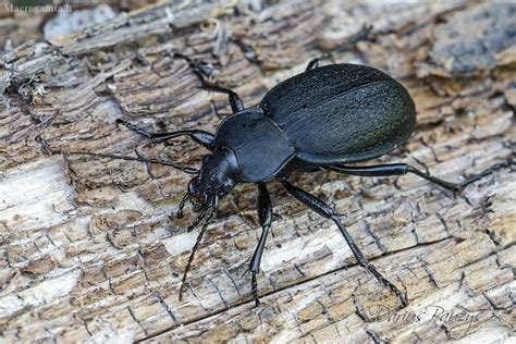 Черный жук в доме 61 фото