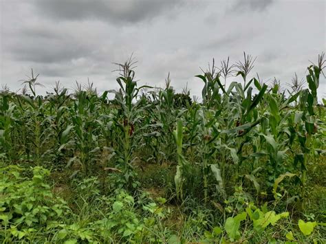 အစေ့ထုတ်ပြောင်းနှင့် ဖူးစားပြောင်းစိုက်ခင်းများ အောင်မြင်ပြီး စျေးကောင်းရရန် ဒေသခံ တောင်သူများ မ