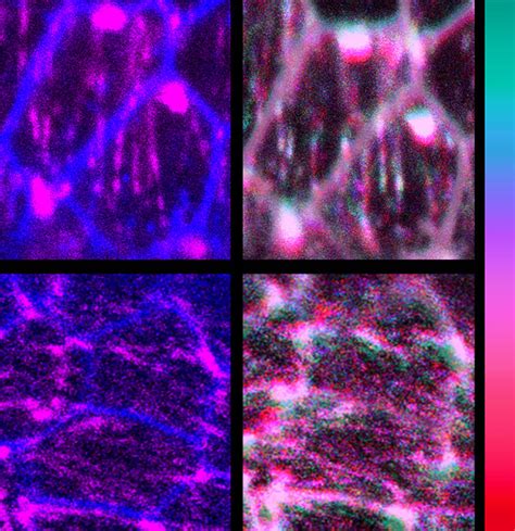 Cruising Cells MPI CBG