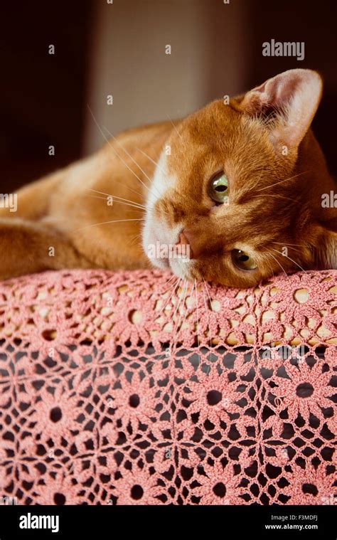 Ginger Abyssinian Cat Purring Lying Down On A Pink Lacy Tablecloth