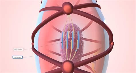 Premium Photo Smooth Muscle Cells Contract In Response To Automatic