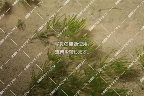 シャジクモ 水田 全農教フォトライブラリ