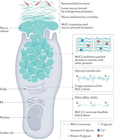 The Role Of Goblet Cells And Mucus In Intestinal Homeostasis Ribd