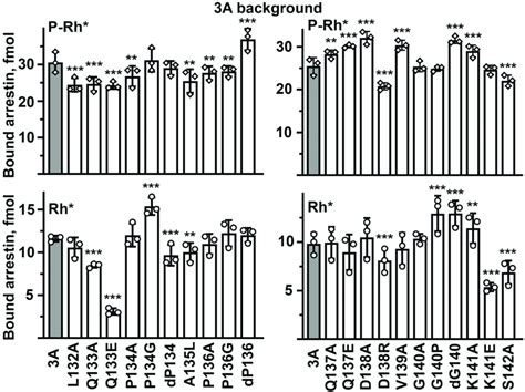 The Effect Of Middle Loop Mutations On 3a Background On Arrestin 1