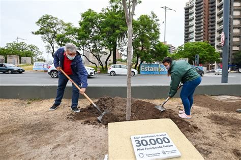 El plan municipal Forestando Futuro ya plantó árboles
