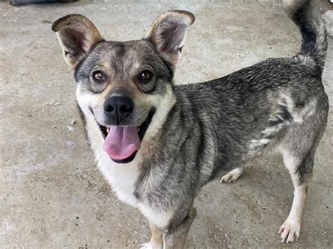 Adoption de Simba caa12384 Indéfinie chien berger région Hauts de France