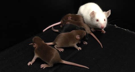 Mice Can Be Male Without Y Chromosome