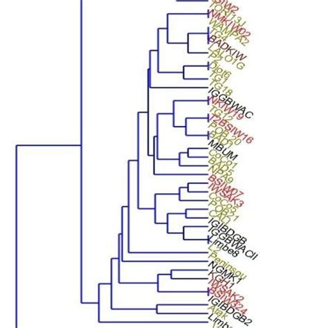 A Upgma Dendrogram For Aflp Data Of The 33 Accessions Based On