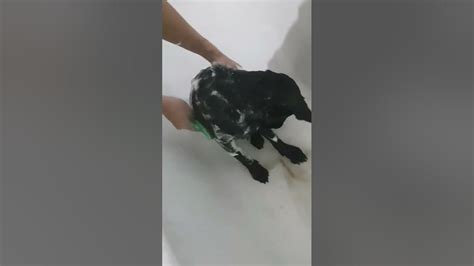 собака по имени Молли моется ванной🐶💦💦💦💦💦 - YouTube